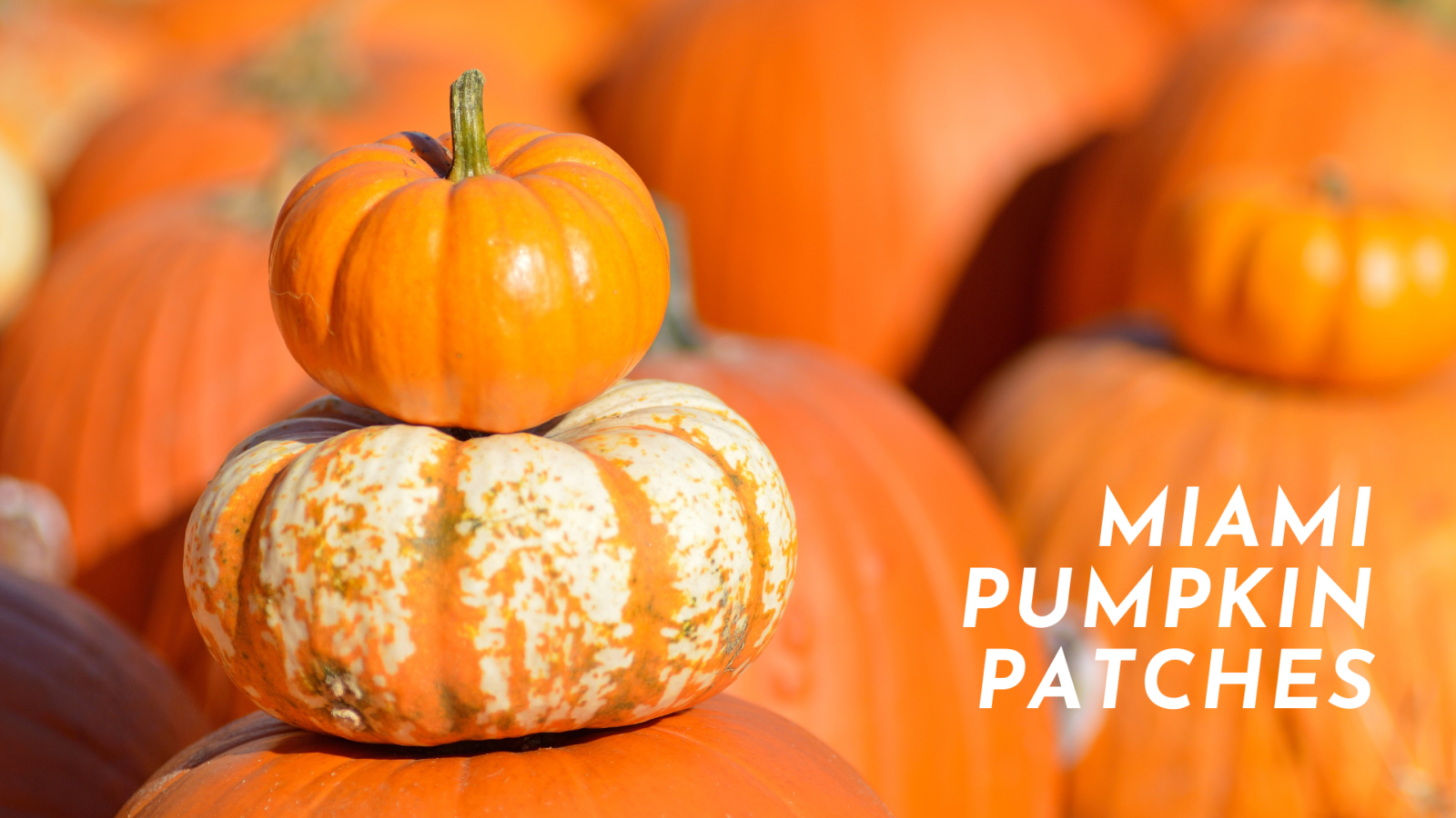 miami pumpkin patches – 305 Hive
